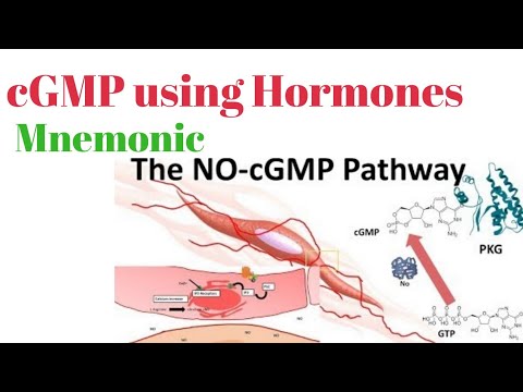 cGMP using Hormones and Substances - YouTube