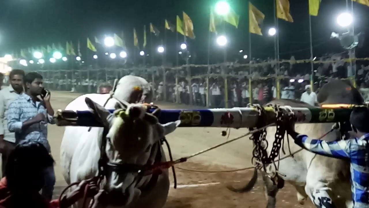 Ysr cp dvr bulls first price in nrt and 100cupes to wining - YouTube