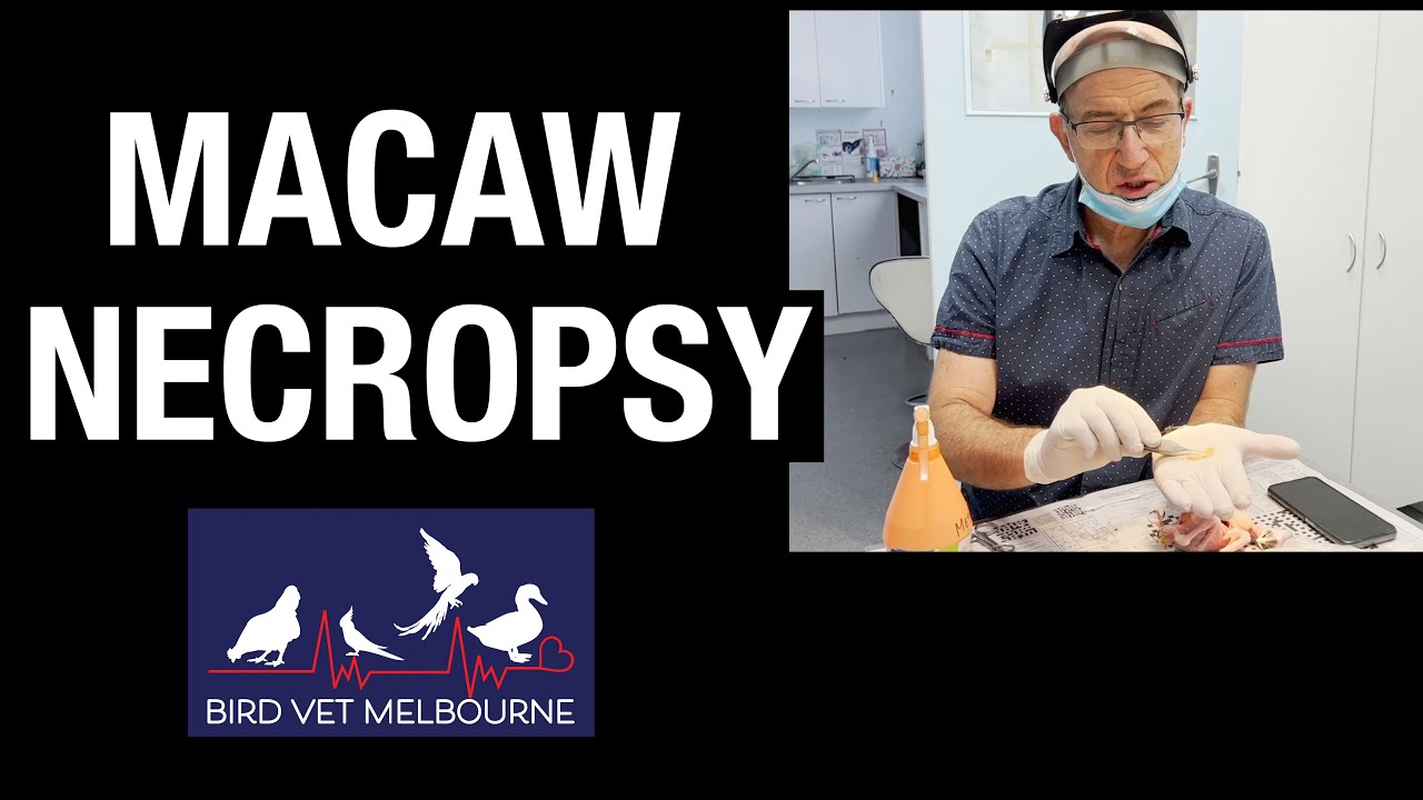 GRAPHIC Necropsy (autopsy) of baby macaw - YouTube
