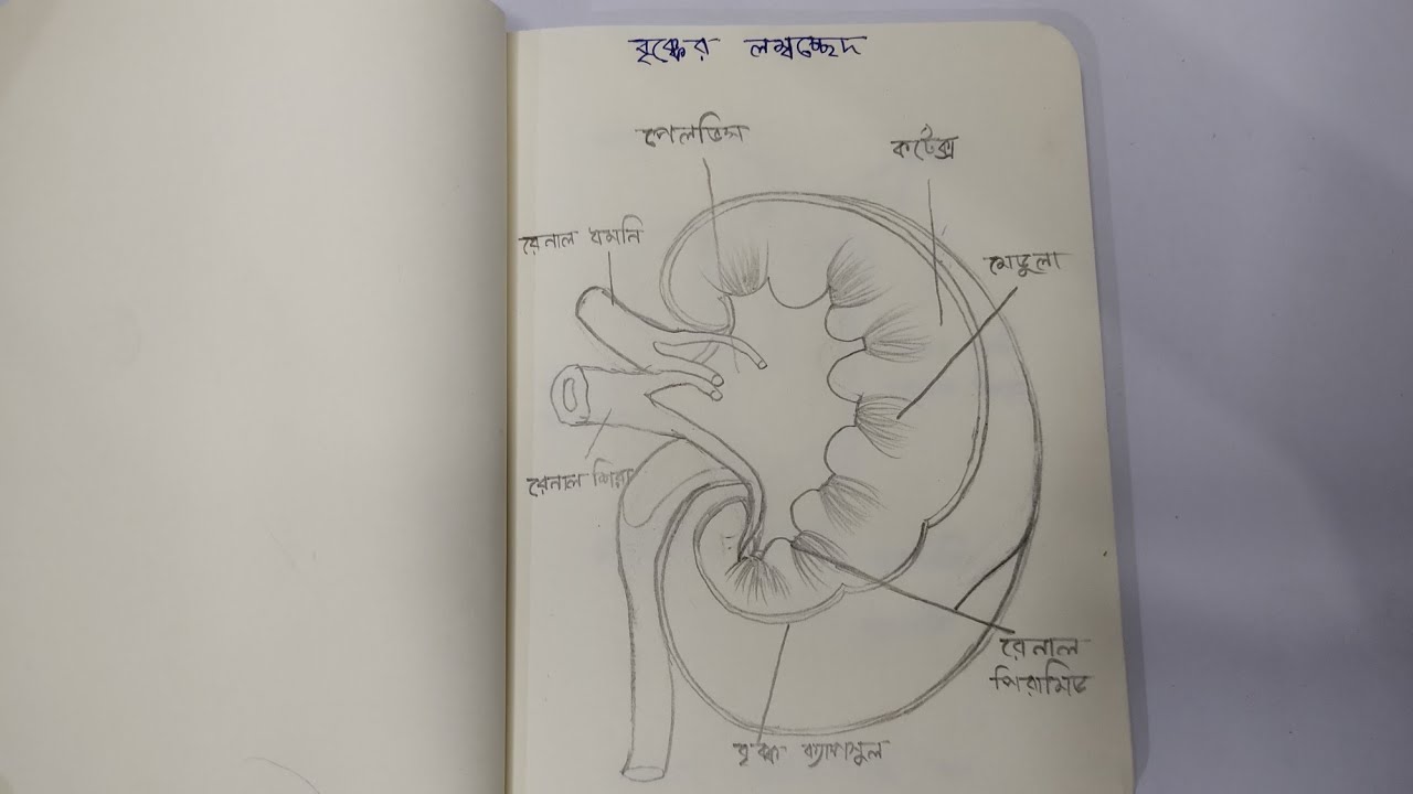 Learn to draw kidney diagram - YouTube