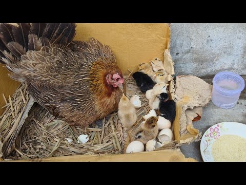 Beautiful broody hen hatching 8 chicks - best hen to hatch eggs