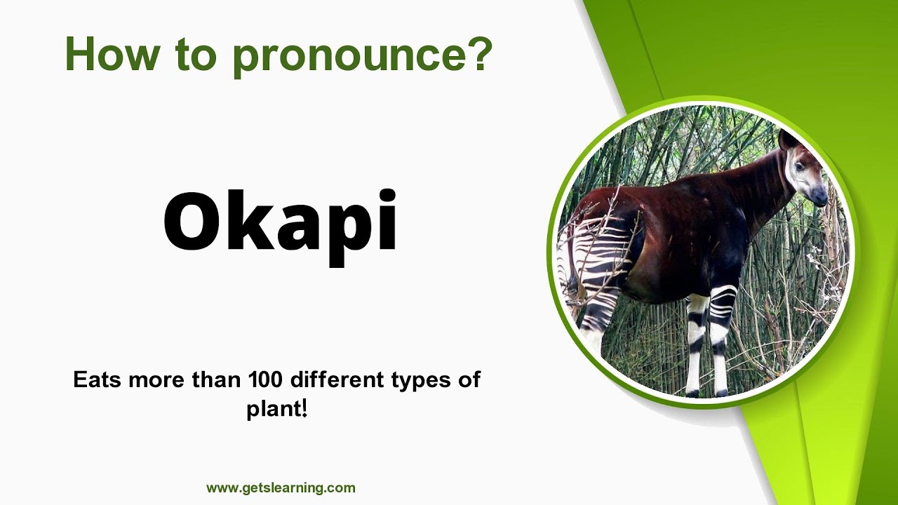 How to pronounce Okapi in English correctly - YouTube