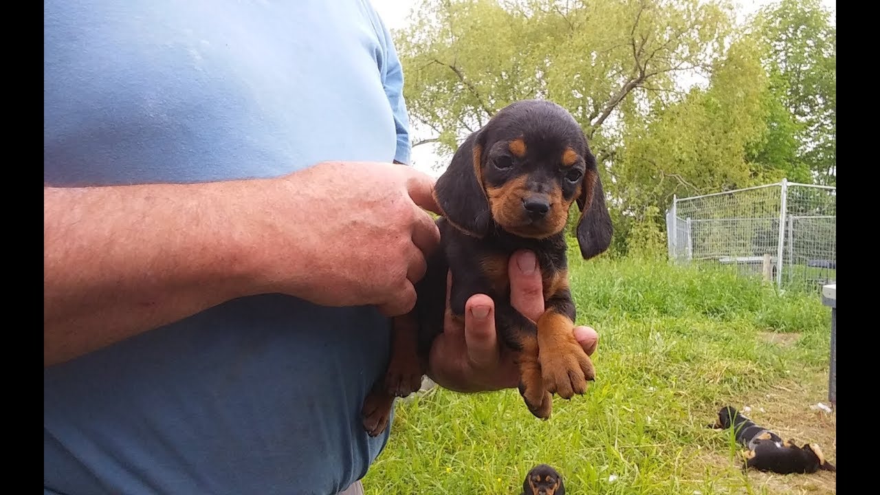 Baby Coonhound