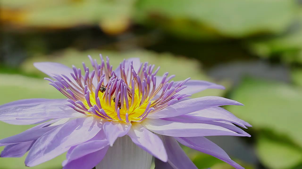 TEST VIDEO File 720p - YouTube