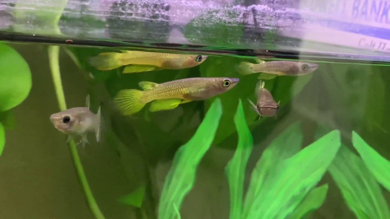 Golden wonder killifish tank ( My fish Room ) - YouTube