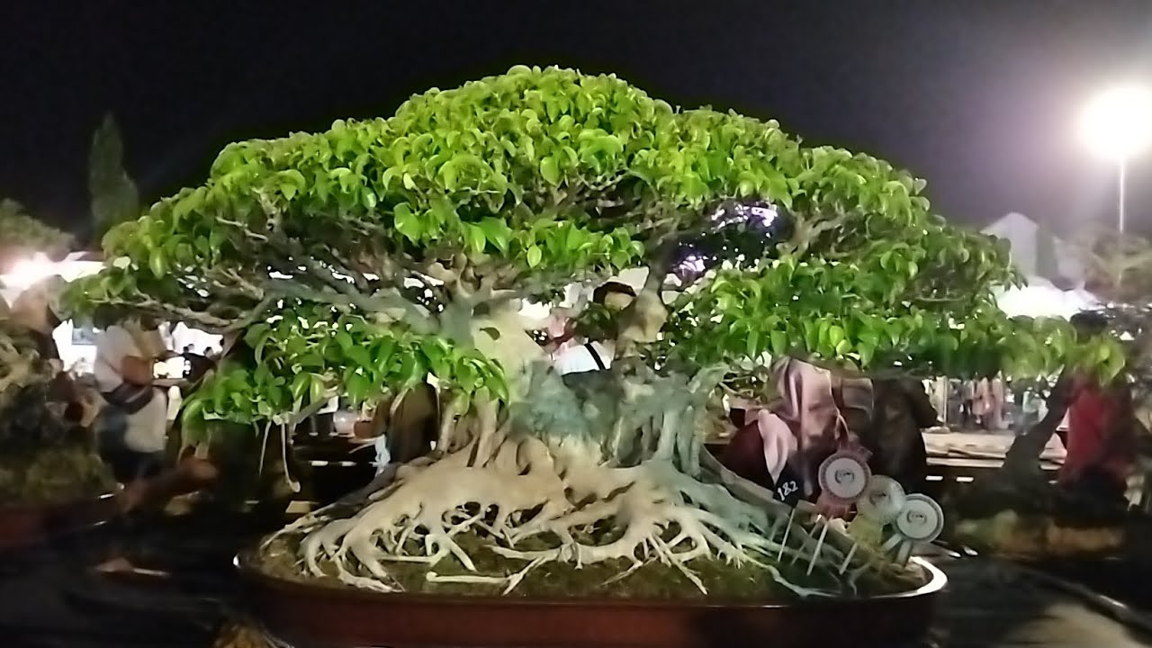 Cantiknya bonsai-bonsai di Pekan Raya Bonsai 2022 di GOR Kota Pasuruan ...