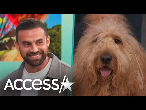 TikTok Star Brodie The Goldendoodle's Rise To Fame | Behind The Creators