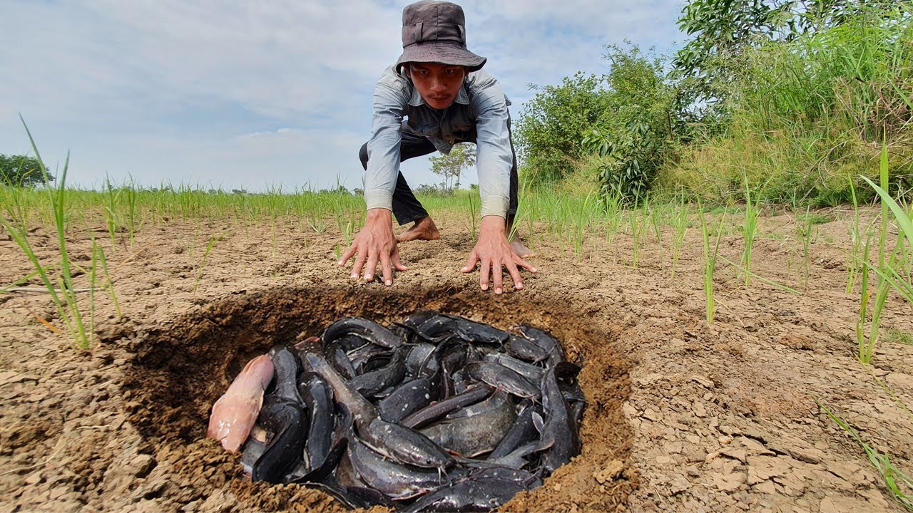 amazing hand fishing! A fisherman Catch big Monster fish a lots of in ...