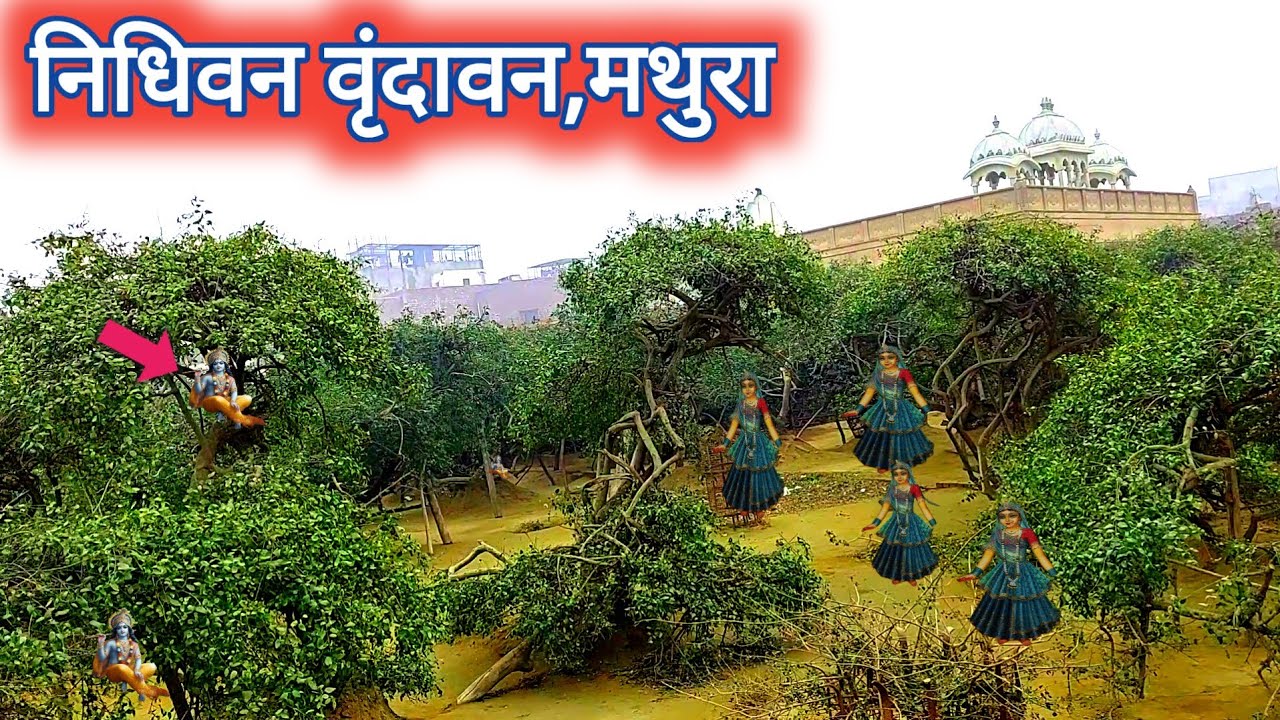 Nidhivan Vrindavan, Mathura Me Krishna And Gopiya - YouTube