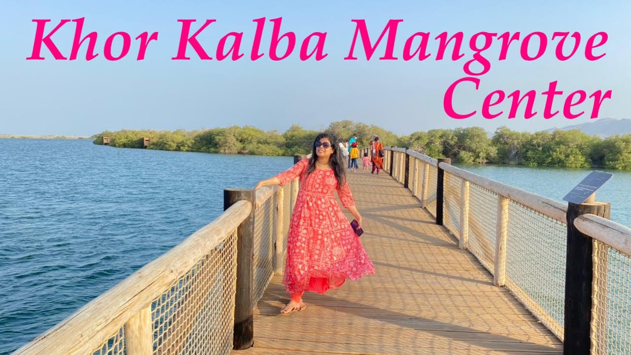 Khor Kalba Mangrove Centre|| Sharjah UAE - YouTube