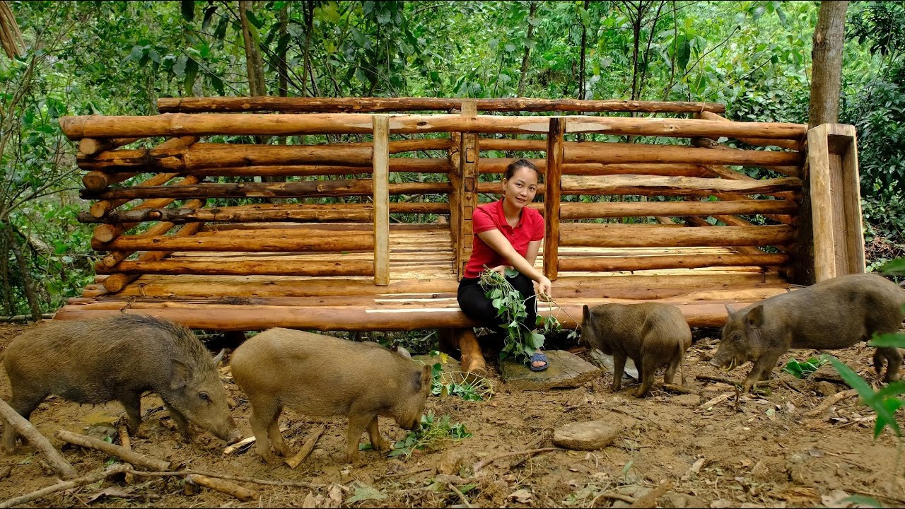Build a barn for wild boars, Take care of them, forage for them ...