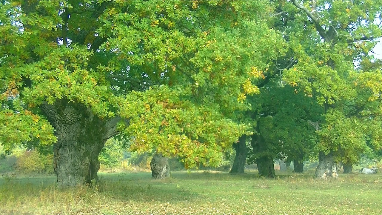 Oak trees, forest birds singing - YouTube