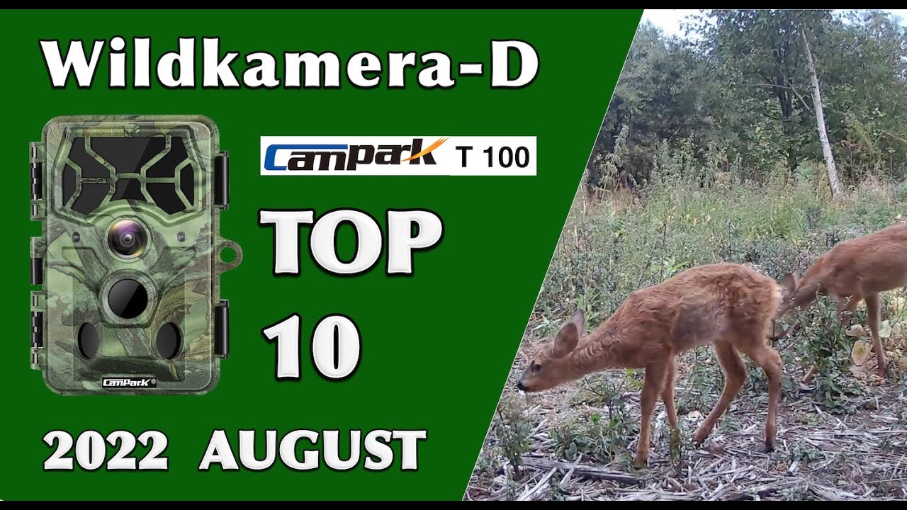 Wildkamera Campark T100 TOP 10 Aufnahmen August 2022 - YouTube