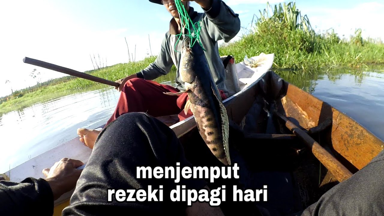 Najur ikan toman besar || hanya bermodal umpan ikan gabus hidup - YouTube