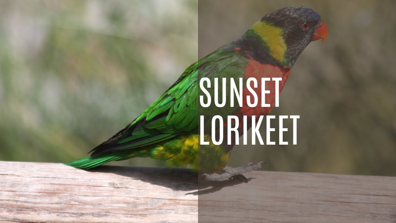 The Wild & Colorful World of Sunset Lorikeet (Trichoglossus Forsteni) - YouTube