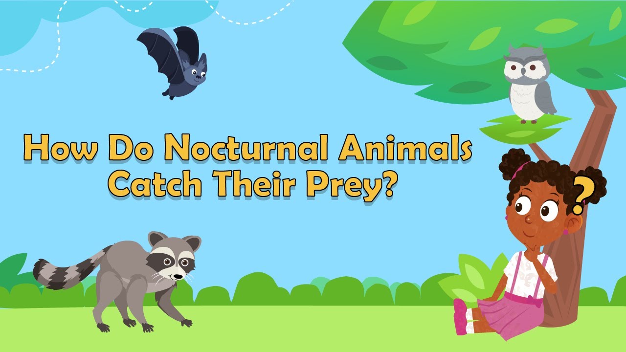 How Do Nocturnal Animals Catch Their Prey? | Animal Facts | Learn About ...