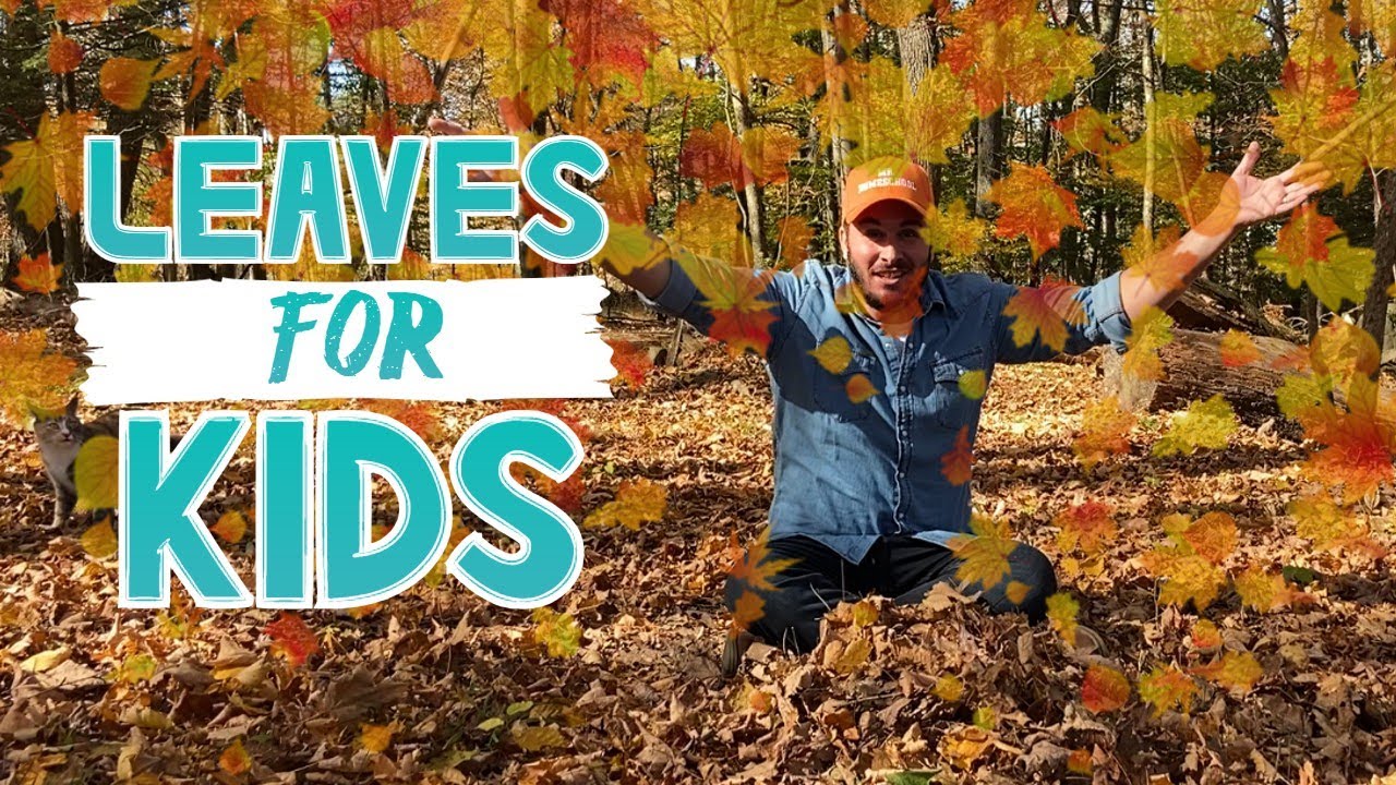 Why do Leaves Change Colors and Fall Down? 🍂 | Science & Biology for ...