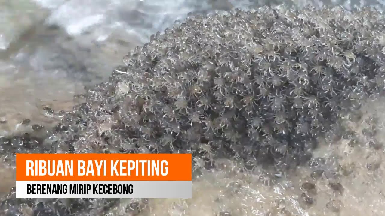 Rahasia Bayi Kepiting - YouTube