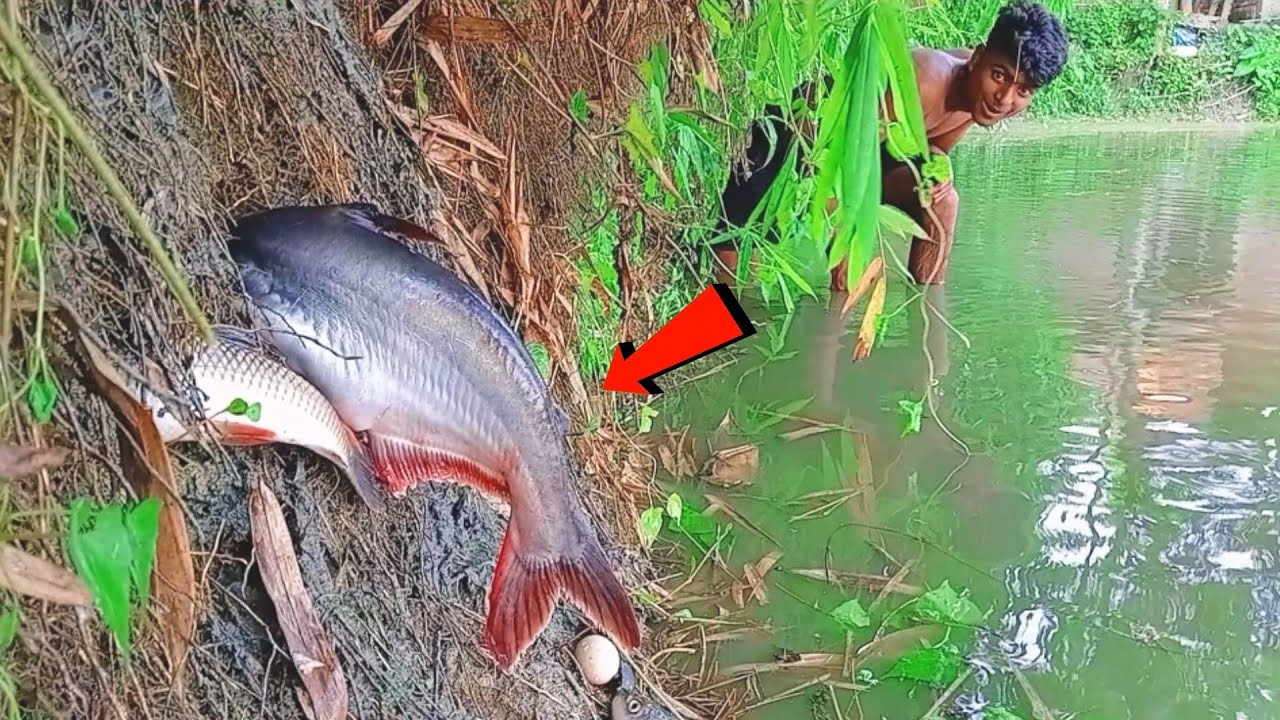 Survival in the rainforest, using rattan to lure fish, catch fish using ...