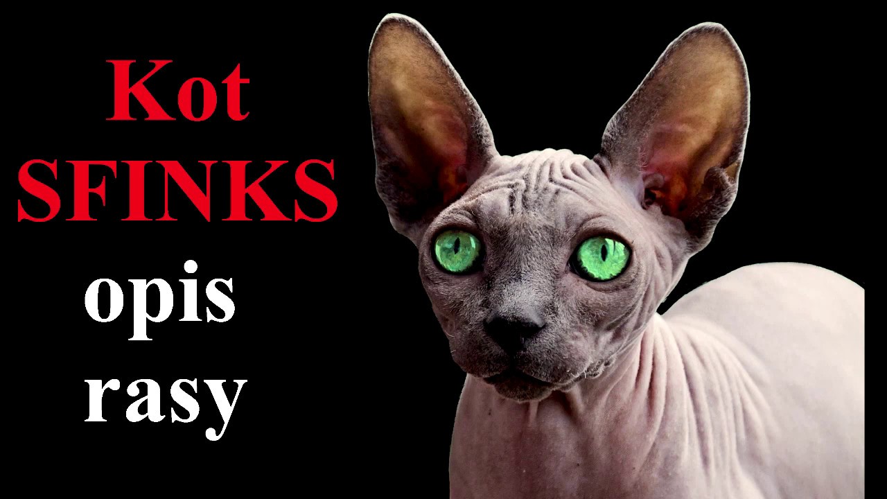 kot SFINKS - Opis RASY - historia, zdrowie,charakter - YouTube