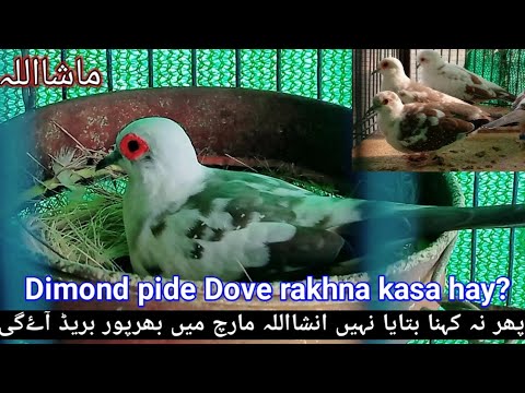 My Dimond pide dove breeding setup #birds #businessideas # ...