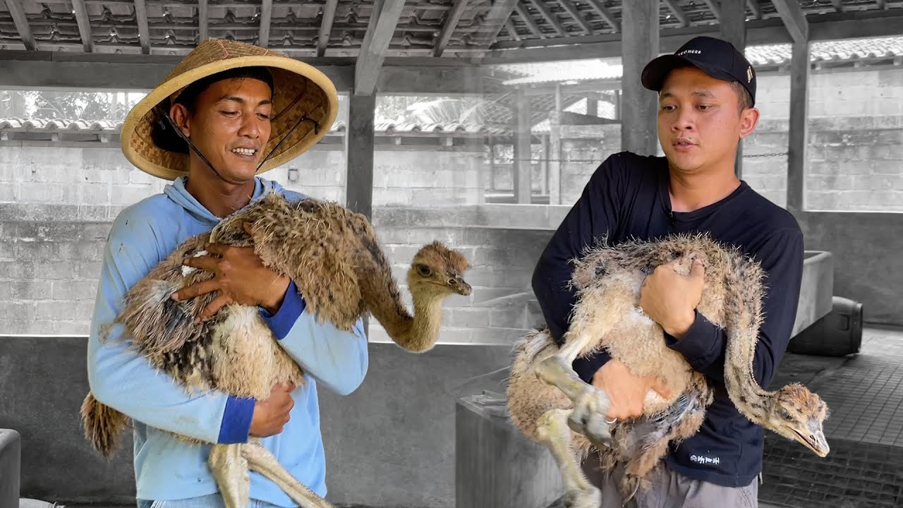 RUMAH BARU UNTUK BURUNG UNTA :D - YouTube