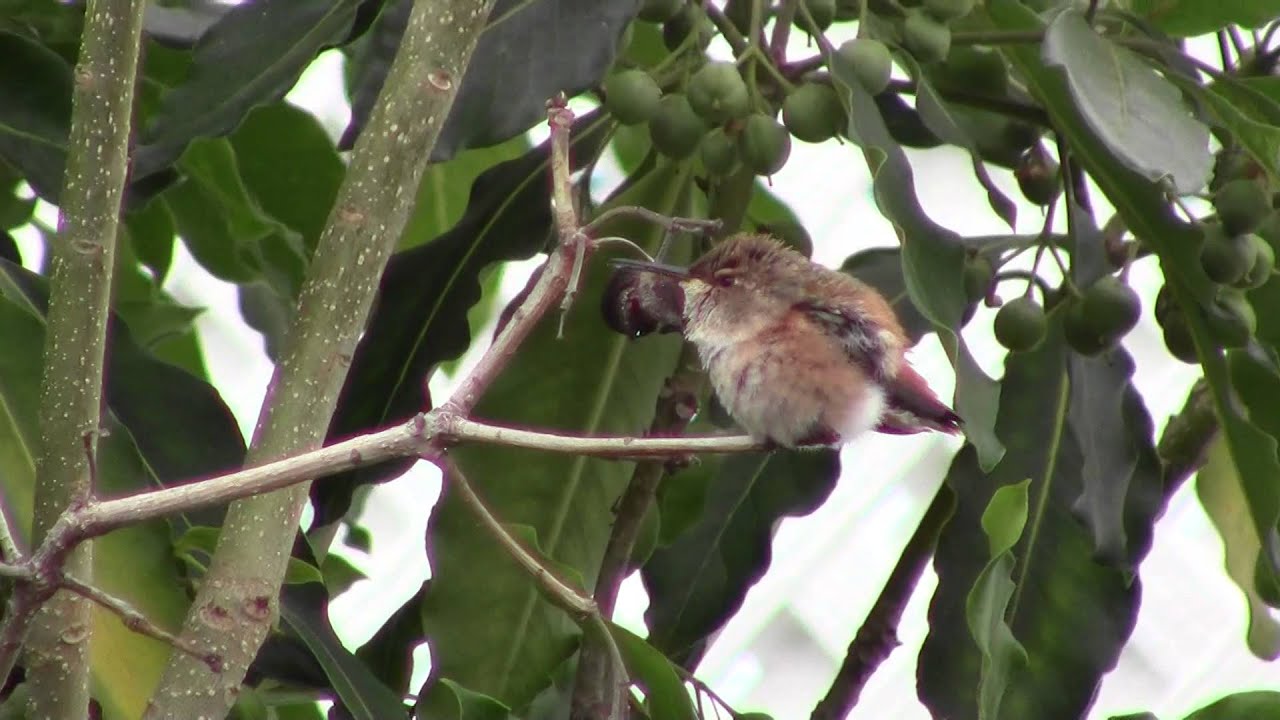 Hummingbird Fledgling Calls For Mom - YouTube