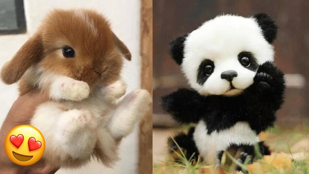 Cute Baby Animals🥰For When You Are Stressed!😍😊 (#6) - YouTube