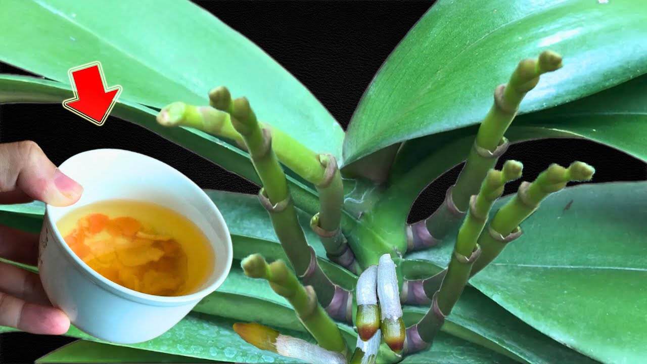 1 Cup A Week! The Weak Orchid Plant Takes Roots And Blooms Thousands Of ...