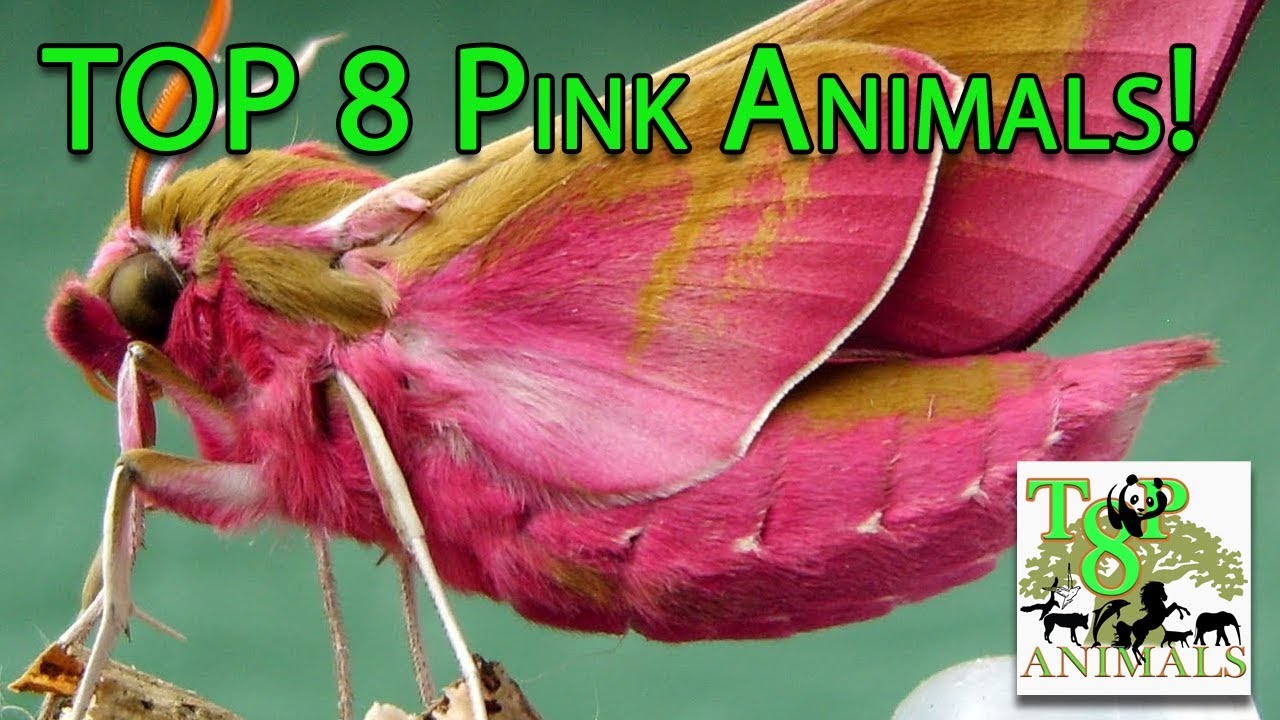 Top 8 Pink Animals ! - YouTube