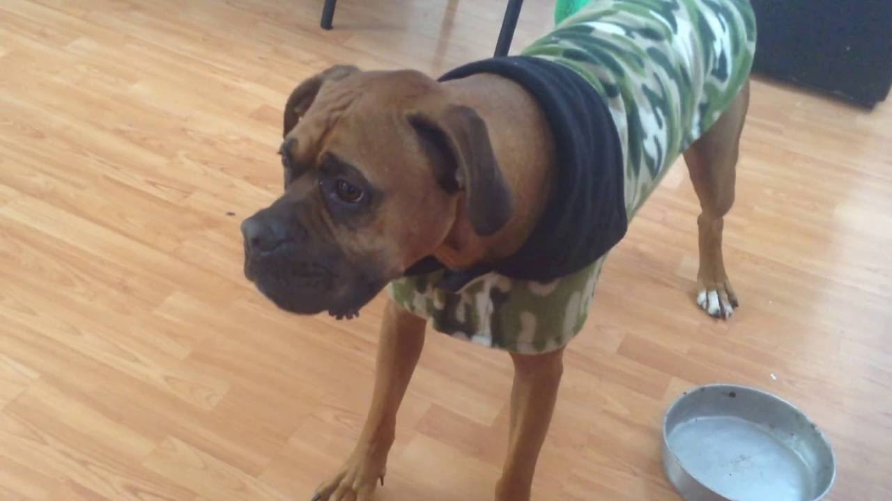 Perro bóxer indignado por su regalo. - YouTube