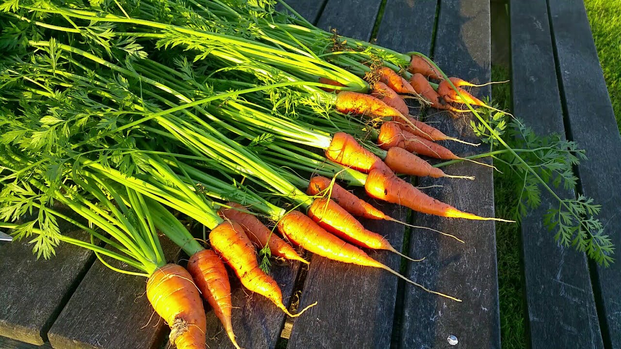 Allotment Days #41 No Dig Allotment Harvests - YouTube