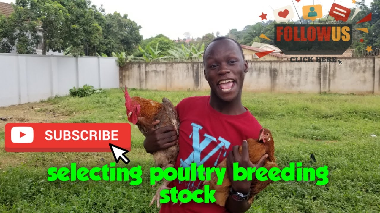 HOW TO SELECT POULTRY BREEDING STOCK - YouTube