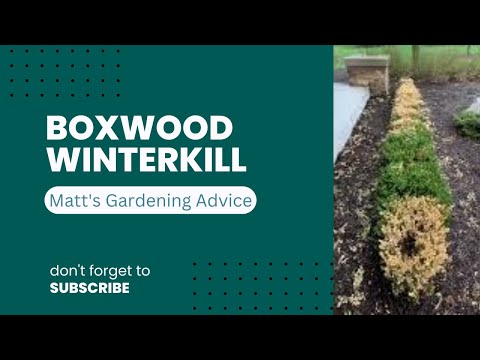 How To Tell If Boxwood Survived Winter