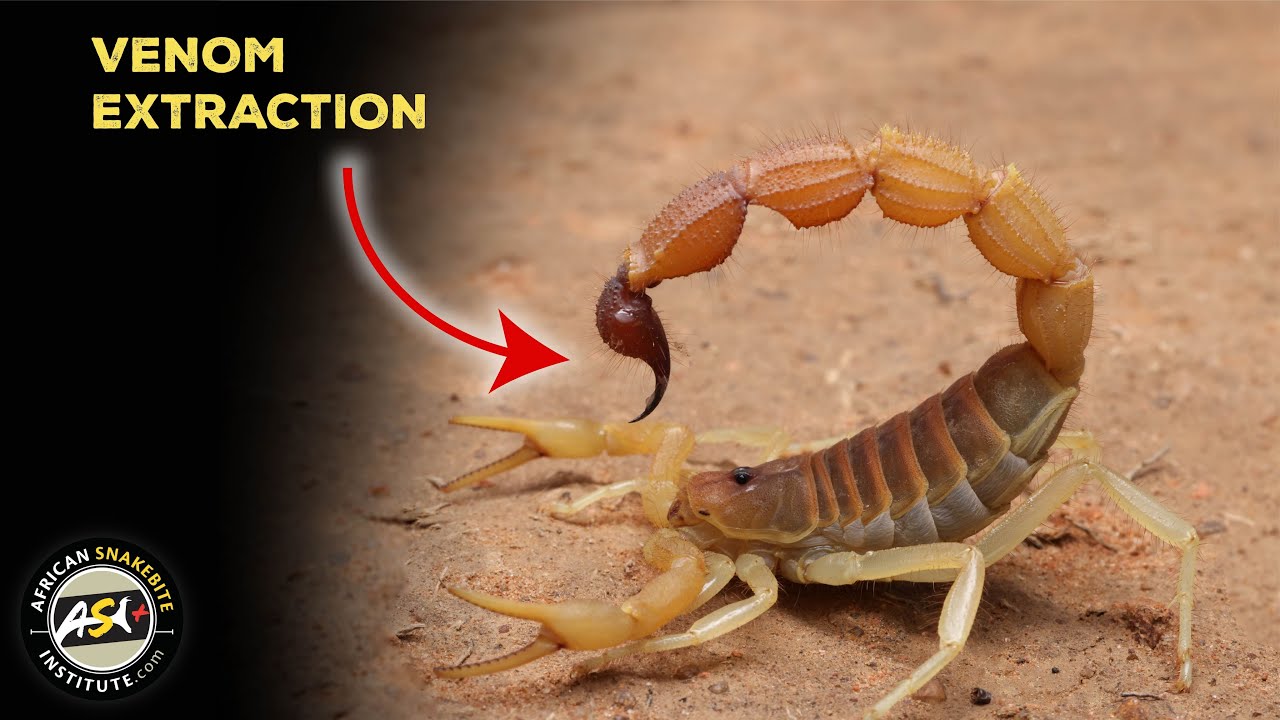 Scorpion milking for antivenom production - YouTube