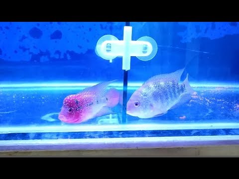 Flowerhorn Fish SRD vs KAMFA - YouTube