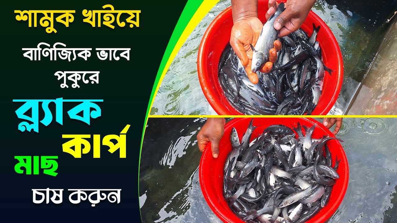 শামুক খাইয়ে বাণিজ্যিক ভাবে পুকুরে ব্ল্যাক কার্প মাছ চাষ করুন ...