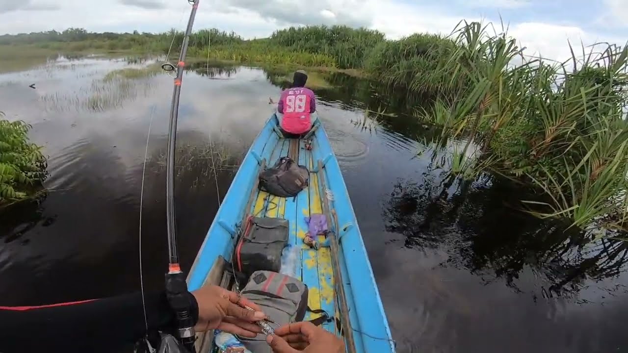 TELUSURI DANAU CASTING IKAN TOMAN BUNGA || fishing inland borneo - YouTube