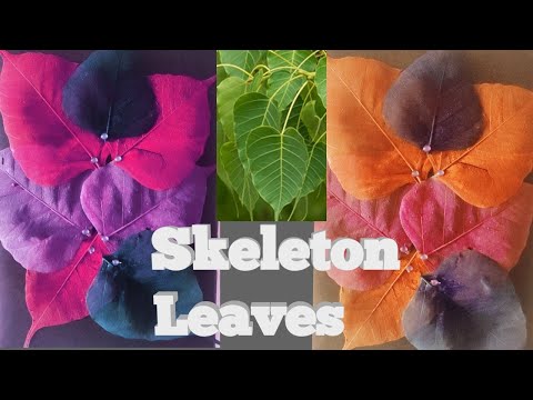 Peepal Leaf Skeleton| How to make net skeleton from leaf |#skeletonleaves #peepal