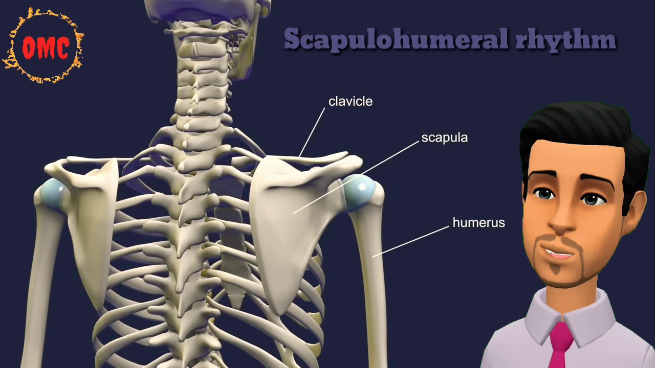 Scapulohumeral rhythm - YouTube