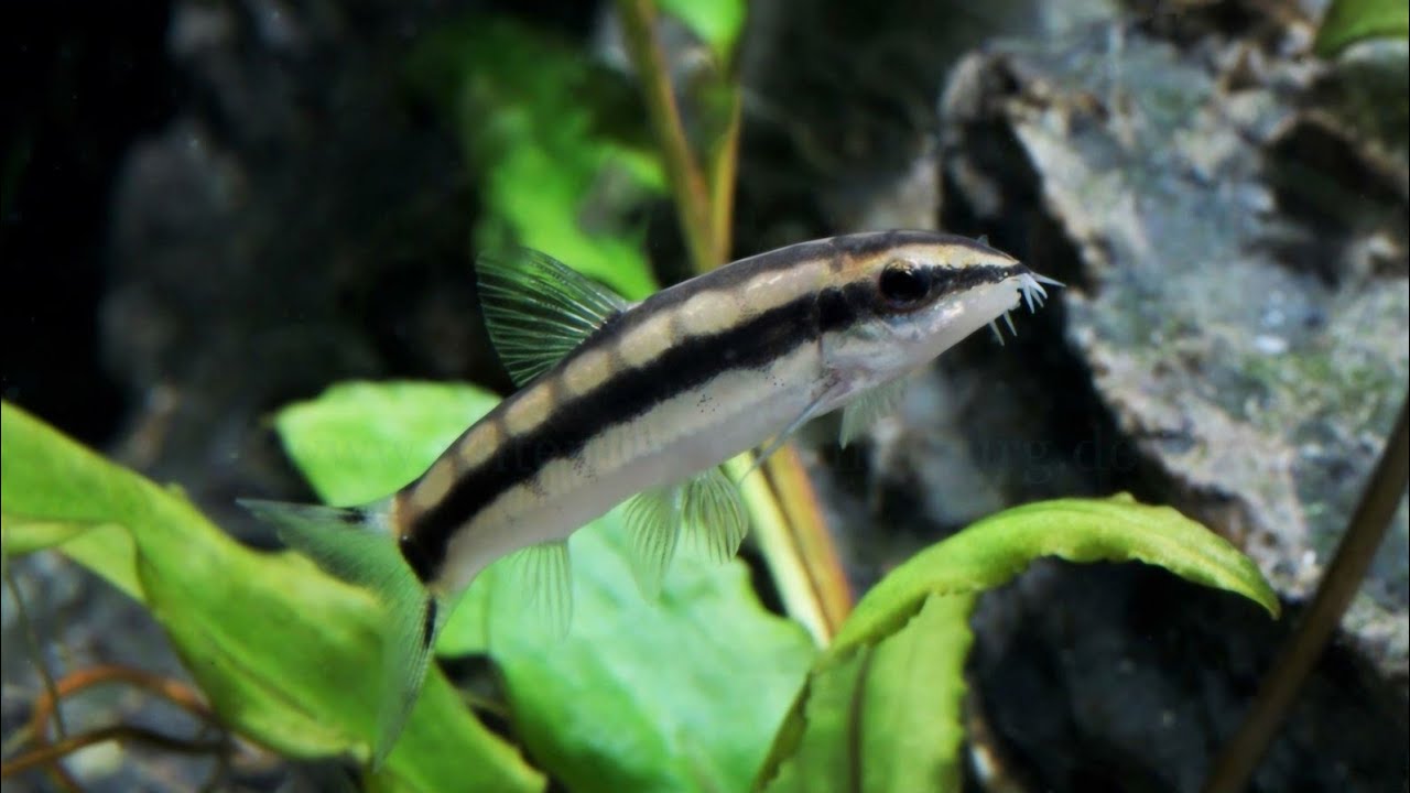 Dwarf Loaches