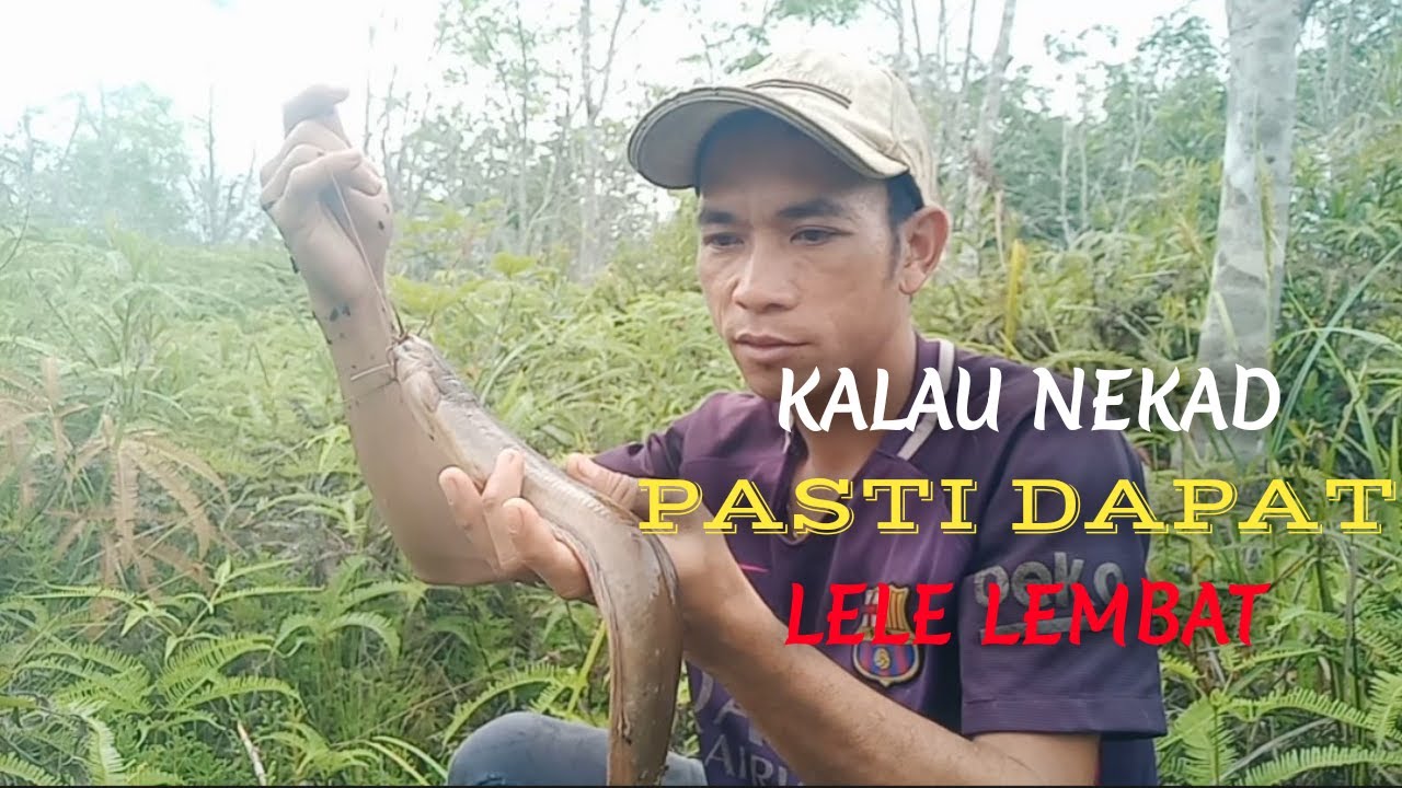 MANCING IKAN LEMBAT || SPOT TERABAIKAN JADI SARANG LELE LEMBAT @bang ...