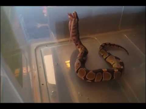 Baby Ball Python Eating Live Mouse - YouTube