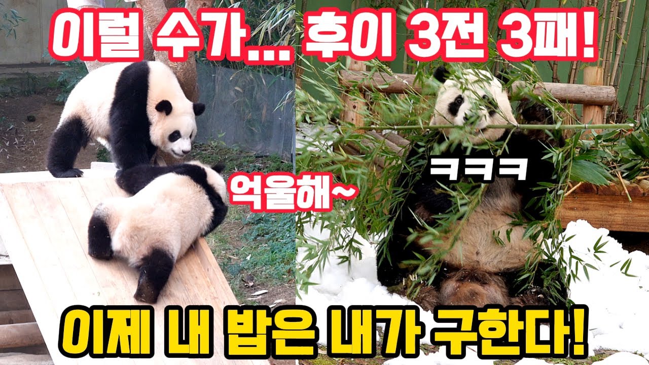 루이와 후이 결투 3라운드 모두 루이가 승리🐼후이는 매우 당황하는데🥹러바오가 서리한 대나무를 물고 미소를🧸러부지 또 얼음이 되었네요🥶 Youtube