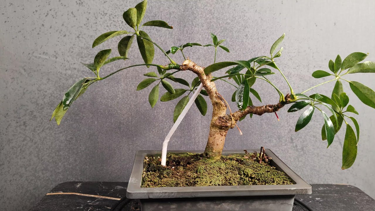 Pruning | Schefflera | Ficus Religiosa - YouTube
