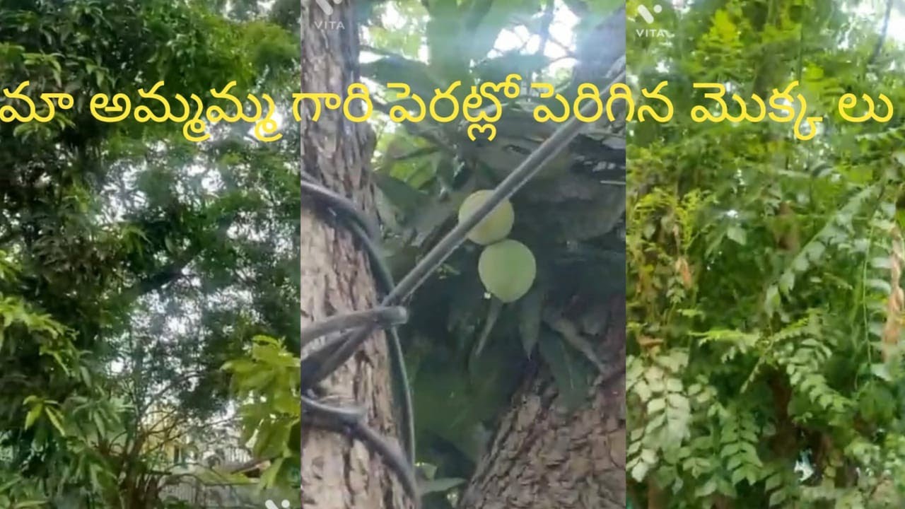 Ma ammamma gari peratlo perigina trees - YouTube
