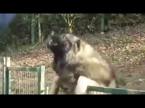 Qafqaz Coban iti qorumasi