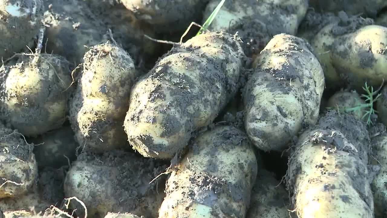 Tlingit and Haida potatoes - YouTube