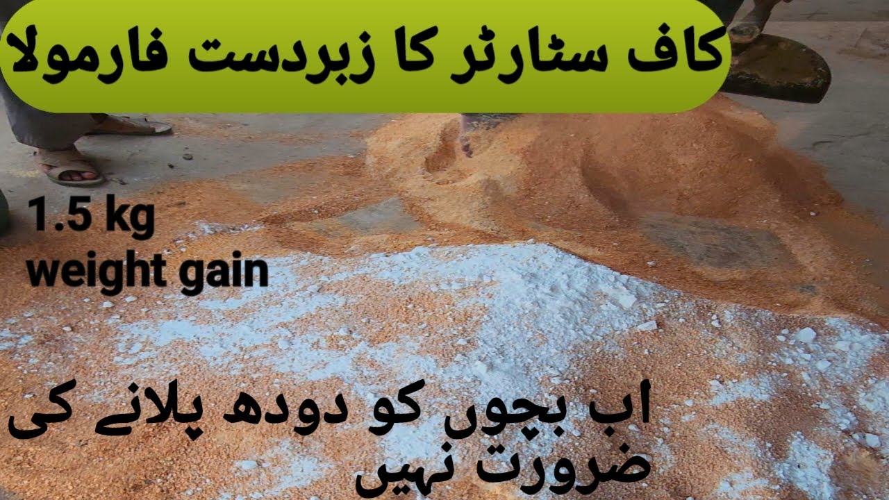 Calf Stater formula!how to make calf starter at home!outstanding growth ...