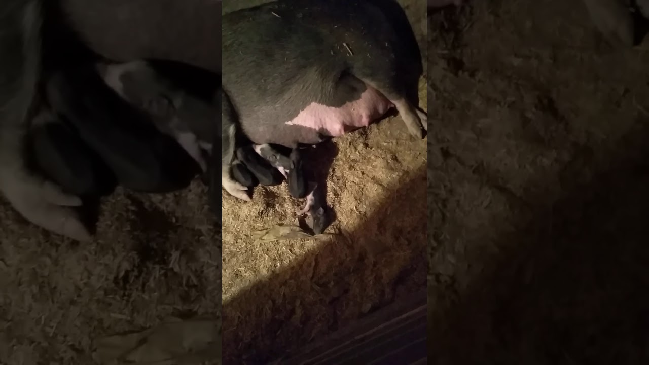 Moga pig farm Arun - YouTube